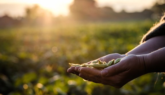 Our chain | VanRijsingenGreen